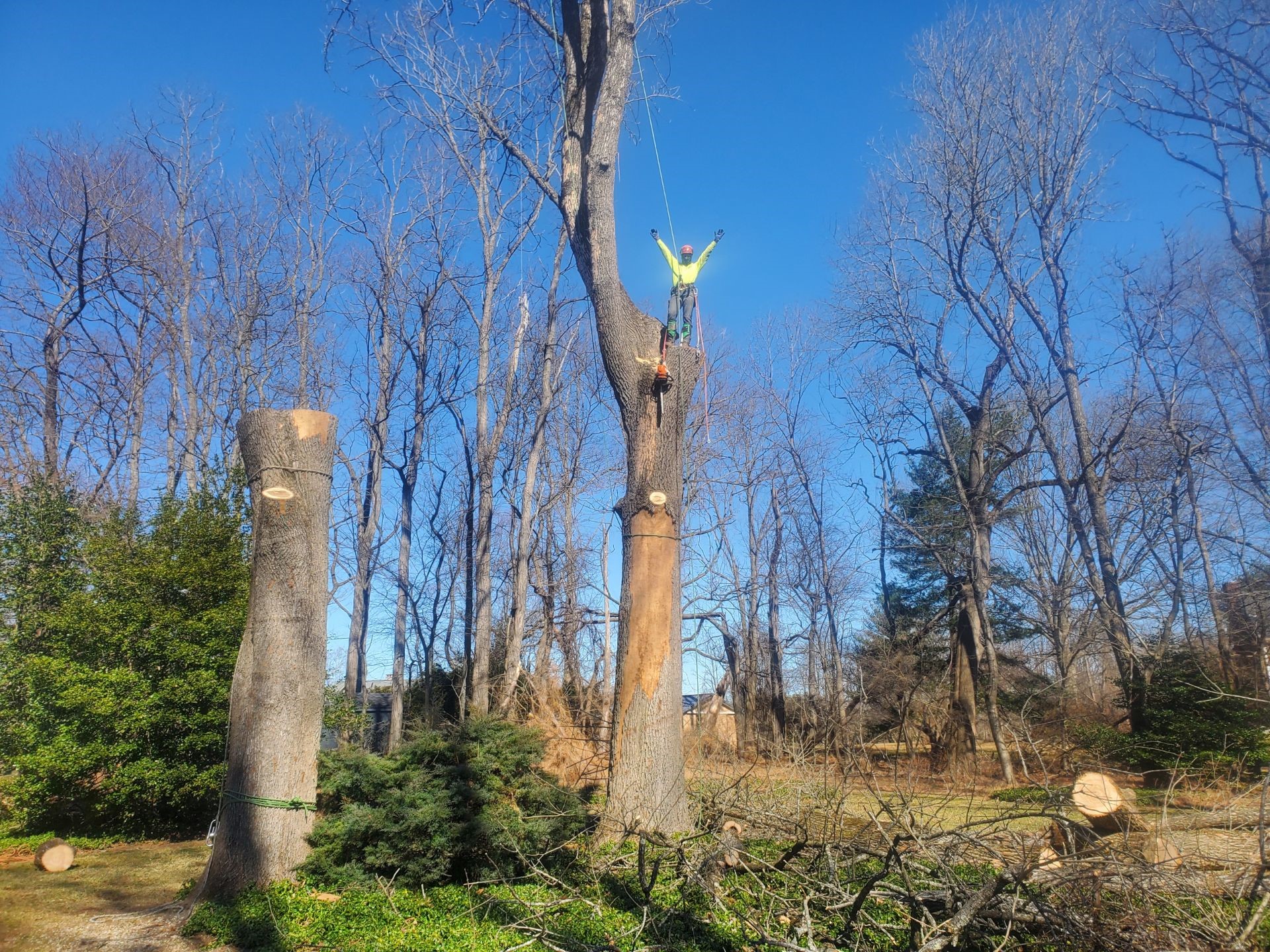 Top Reasons for Winter Tree Removal in NJ | Kristian Tree Service